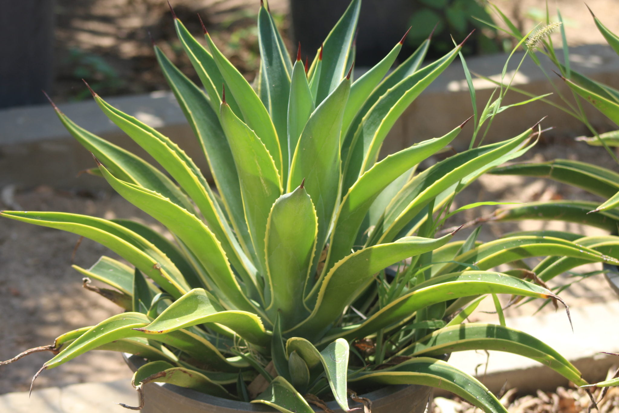 Agave Desmettiana « Variegata » – CAP VERT