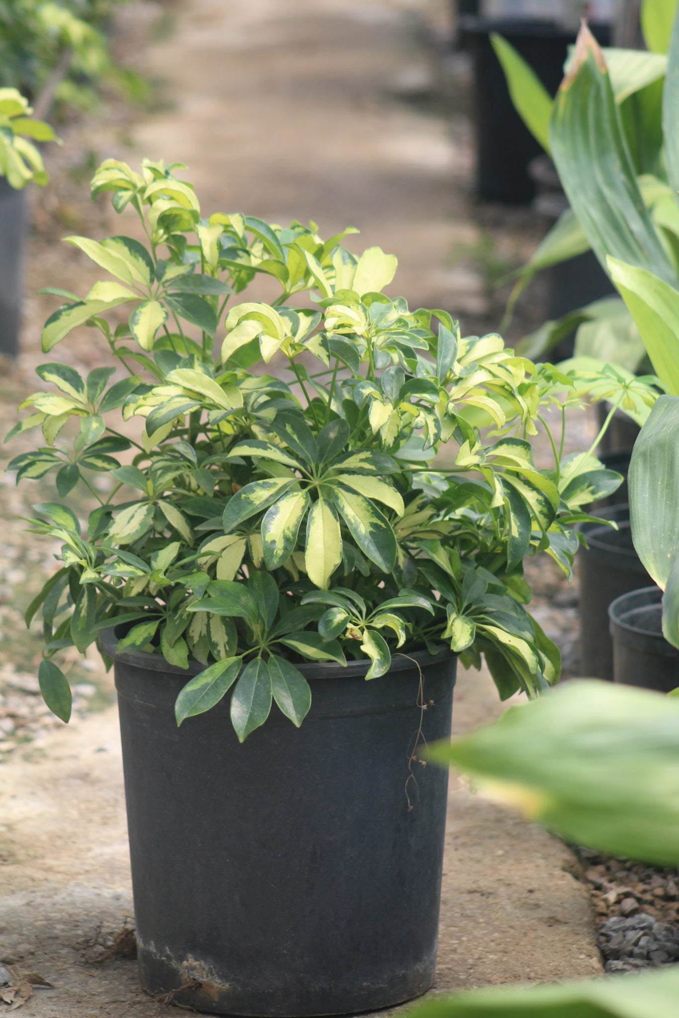 Schefflera – CAP VERT