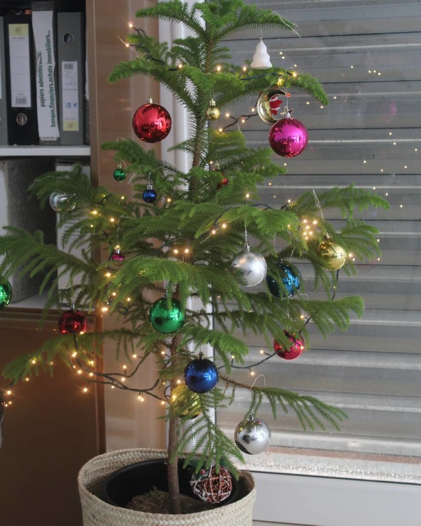 Araucaria Excelsa »le pin de Norfolk » – CAP VERT