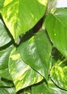 Pothos – CAP VERT