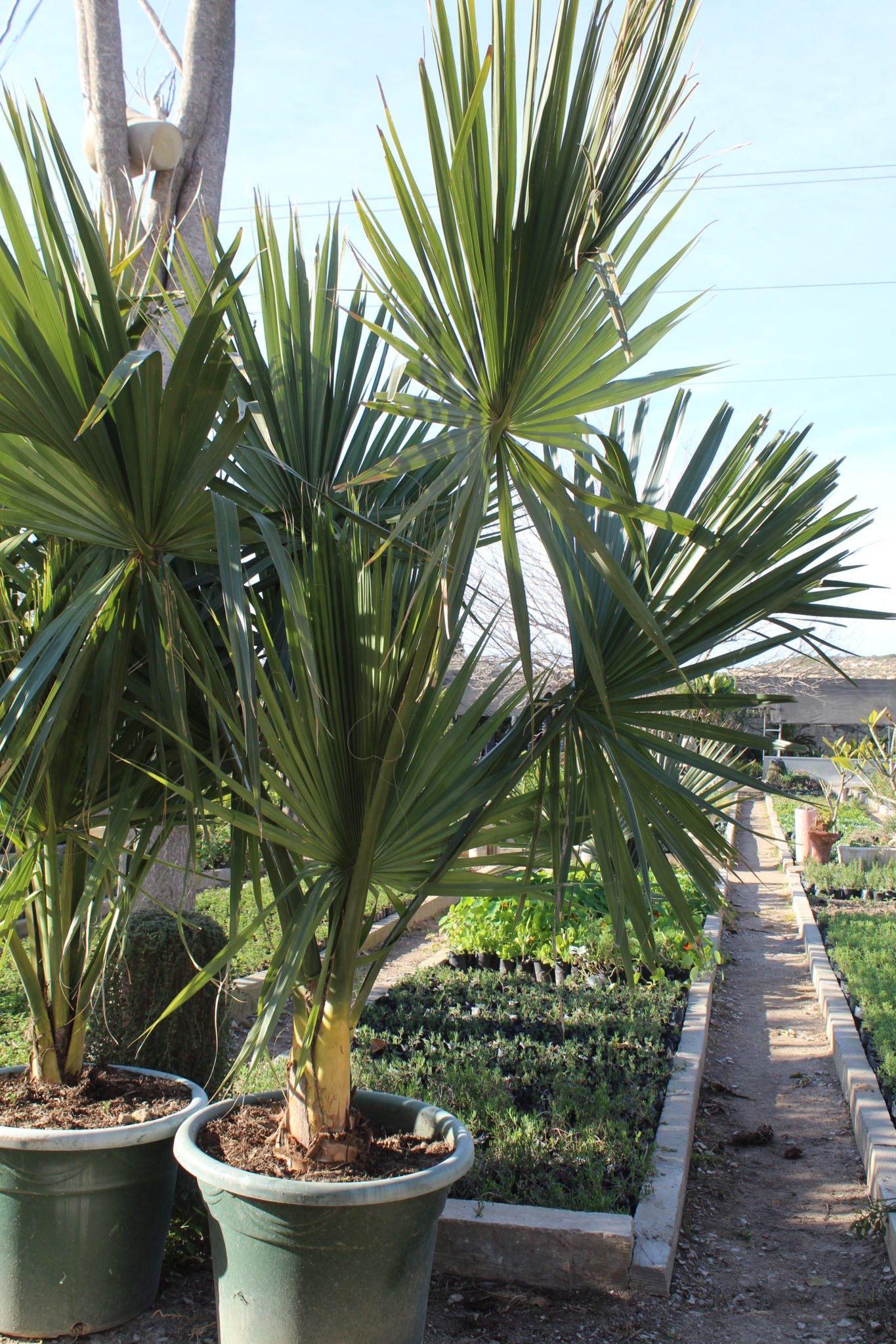 Sabal minor – CAP VERT