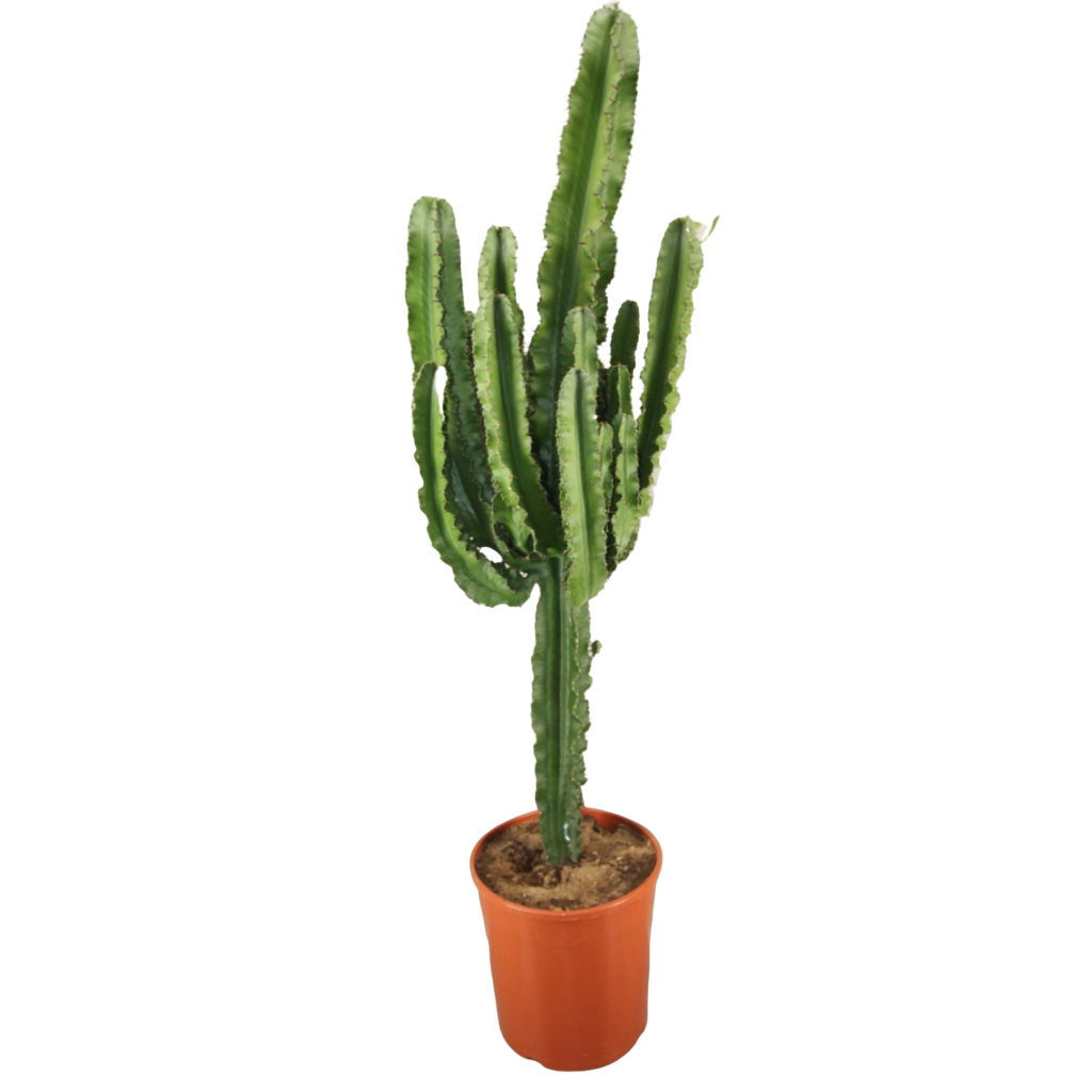 Cactus Euphorbia Ingens – CAP VERT