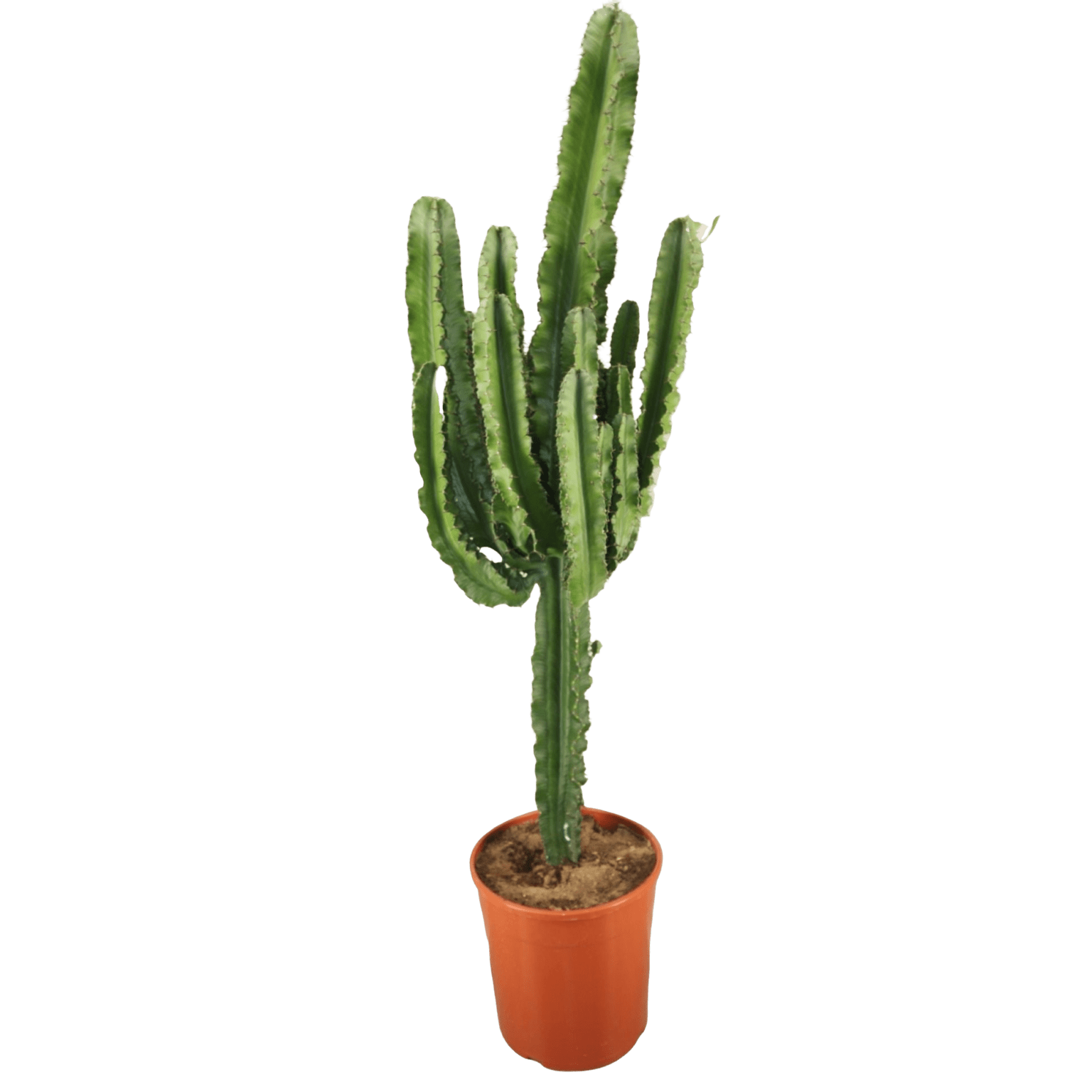 Cactus Euphorbia Ingens – CAP VERT