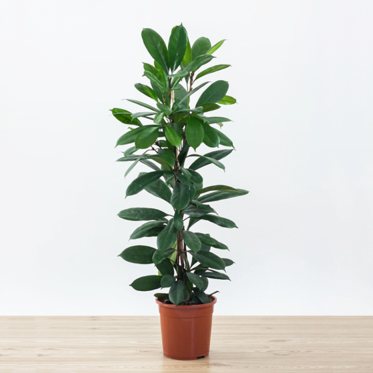 Ficus cyathistipula – CAP VERT