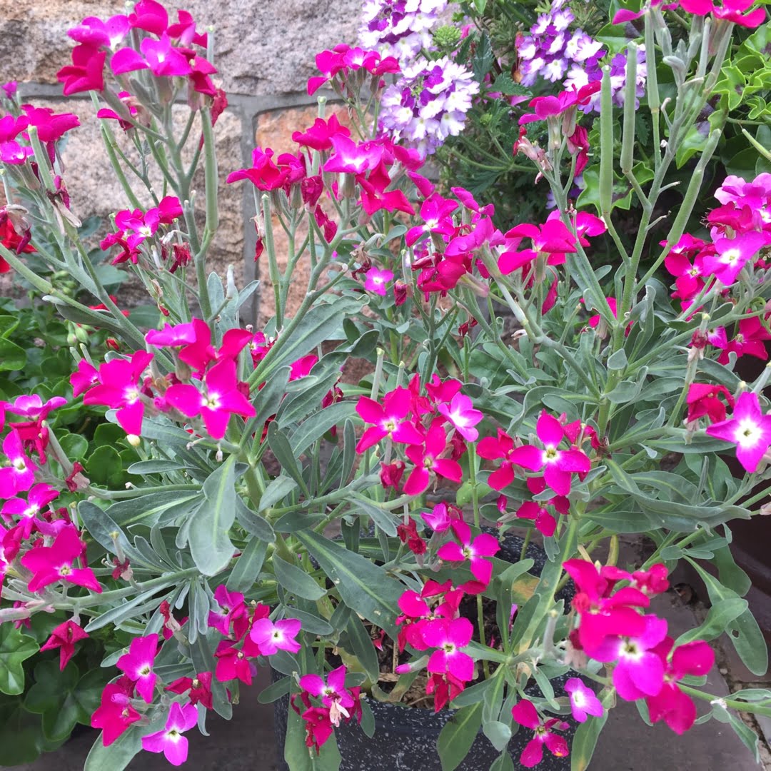 Giroflée – CAP VERT