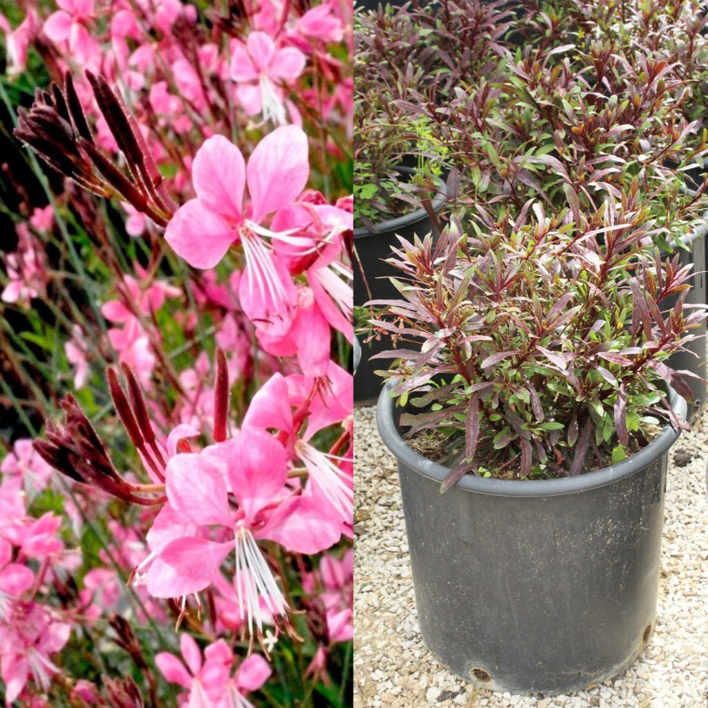 PLANTES D’EXTÉRIEUR – CAP VERT